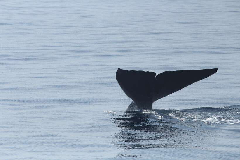 Whale and Dolphin Watching - Private Speed Boat Tour - An In-Depth Look at the Experience
