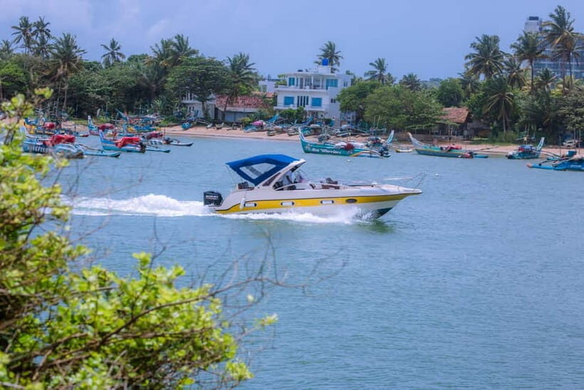 Whale and Dolphin Watching - Private Speed Boat Tour - FAQ