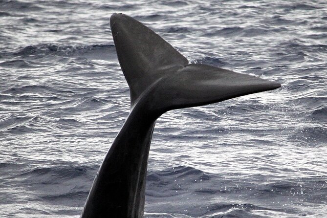 Whale and Dolphin Watching Tour - Funchal - Safety and Accessibility