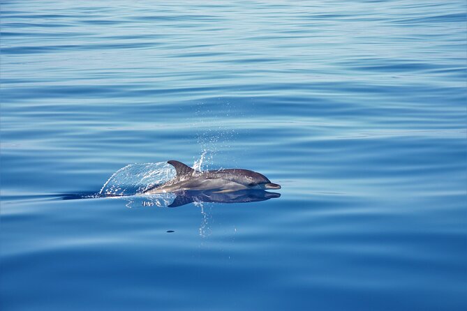 Whale and Dolphin Watching Tour in Madeira - Weather, Timing, and Booking
