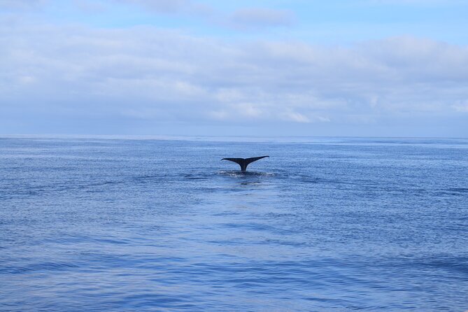 Whale and Dolphin Watching Tour in Madeira - Authentic Experiences and Guest Feedback