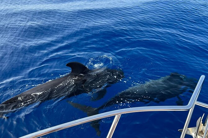 Whale and Dolphin Watching Tour Los Gigantes and Masca in Small Groups - Meeting and Pickup