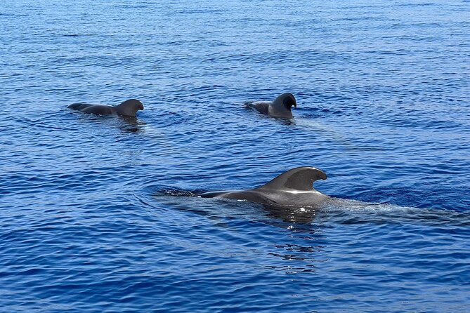 Whale and Dolphin Watching Tour Los Gigantes and Masca in Small Groups - Tour Details