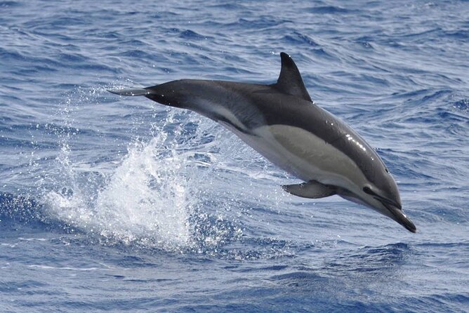 Whale and Dolphin Watching Tour on Pico Island - Booking Information