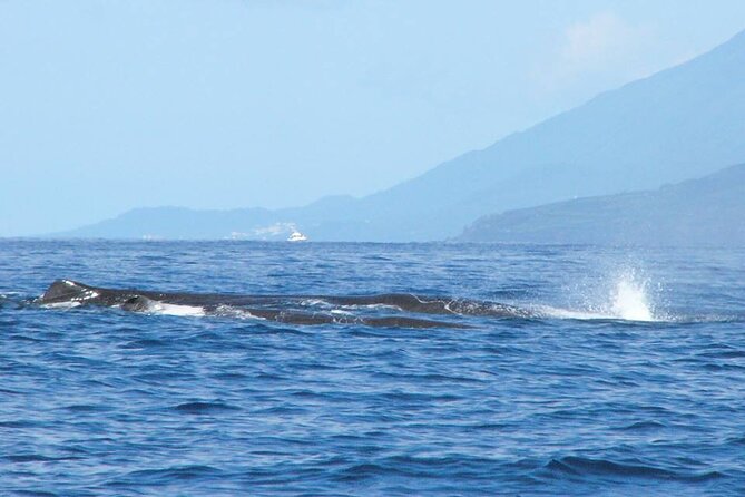 Whale and Dolphin Watching Tour on Pico Island - Positive Experiences