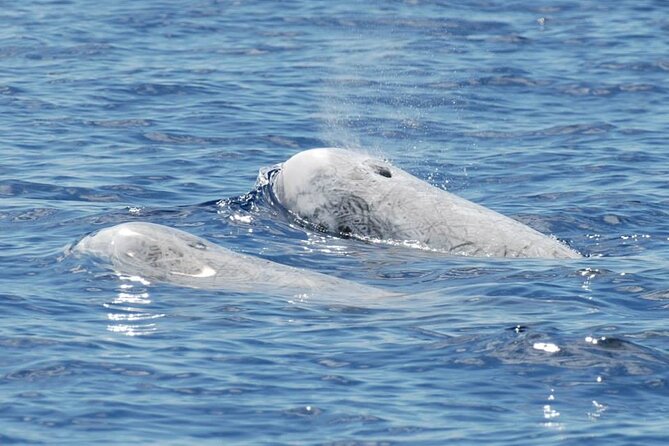 Whale and Dolphin Watching Tour on Pico Island - Wildlife Spotting