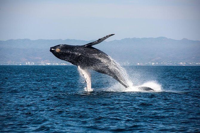 Whale and Dolphin Watching with a Biologist in Puerto Vallarta - FAQ