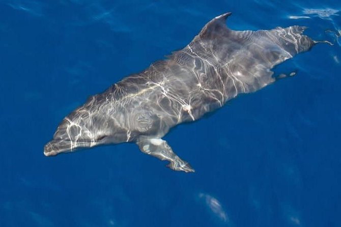 Whale and Dolphin Watching Yacht Trip in Puerto Colon - Final Thoughts: Is This Tour Right for You?