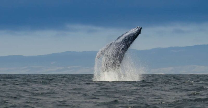 Whale and wildlife watching Private and Semi-Private tours - Key Points
