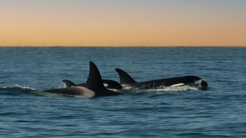 Whale and wildlife watching Private and Semi-Private tours - The Itinerary: What’s Included and What to Expect