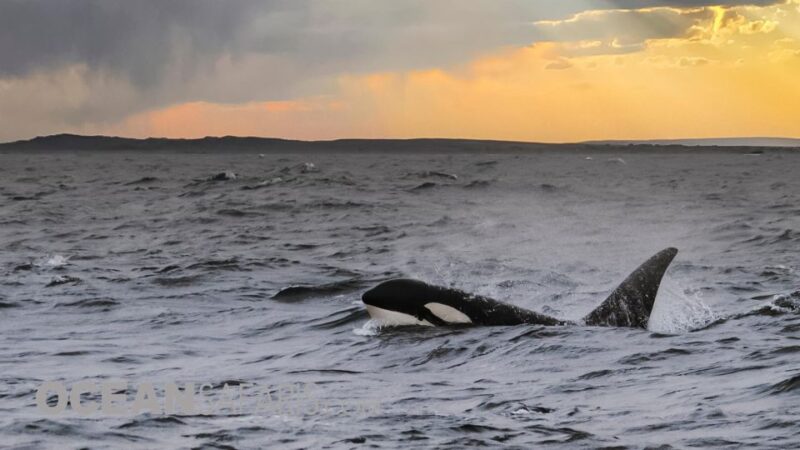 Whale and wildlife watching Private and Semi-Private tours - Why This Tour Offers Excellent Value