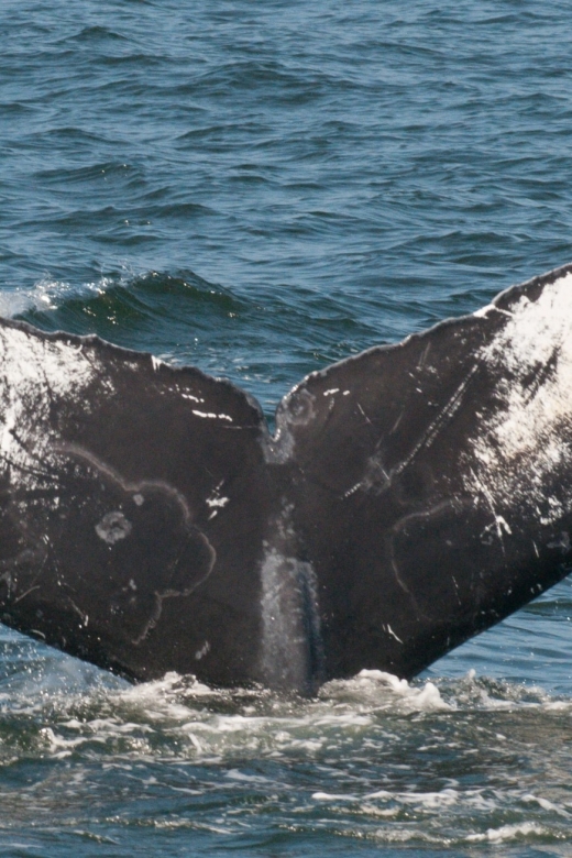 Whale and wildlife watching Private and Semi-Private tours - Authentic Experiences Backed by Reviews