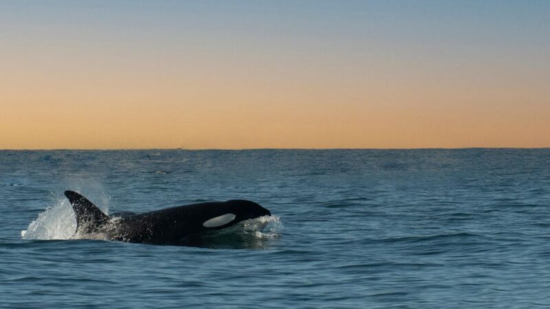 Whale and wildlife watching Private and Semi-Private tours - Practical Details and Tips for Travelers