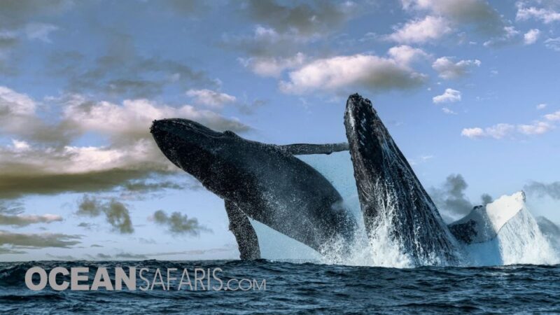 Whale and wildlife watching Private and Semi-Private tours - Who Will Benefit Most?