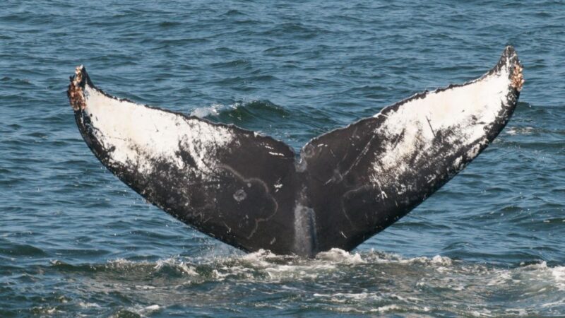 Whale and wildlife watching Private and Semi-Private tours - FAQ