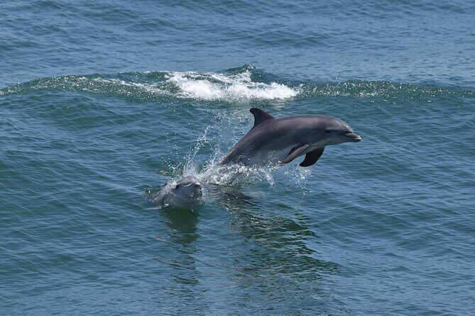 Whale Dolphin and Bird Watching Ecotour Cruise - An In-Depth Look at the Whale, Dolphin, and Bird Watching Eco-Cruise