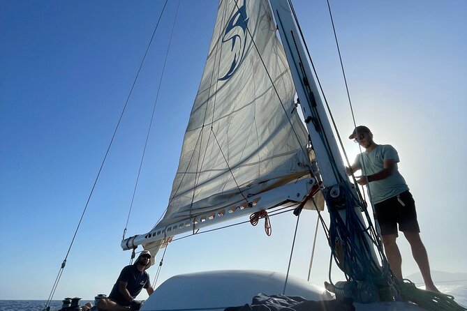 Whale & Dolphin Observation on Silent Catamaran With Hydrophone - Snacks and Beverages on Board