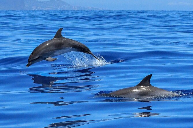 Whale & Dolphin Watching Boat Trip in Tenerife On a Sailing Boat (3 Hr) - Authentic Experiences and Real-Life Insights