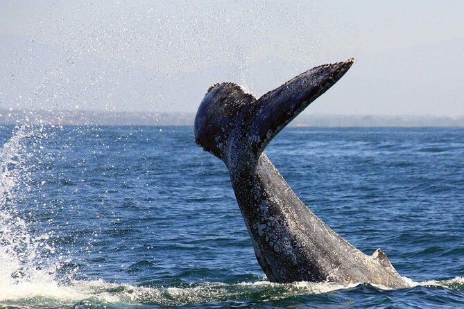 Whale & Dolphin Watching Cruise in Puerto Vallarta All Inclusive - An Authentic Look at the Experience
