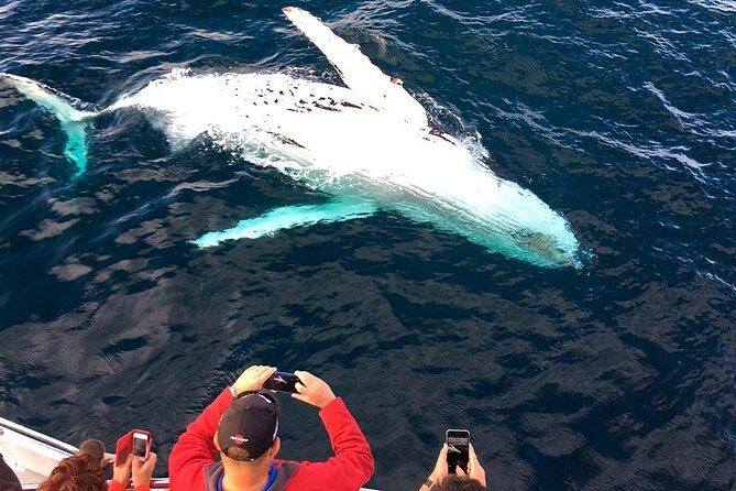 Whale & Dolphin Watching Cruise in Puerto Vallarta All Inclusive - Practical Tips for Booking and Enjoying Your Cruise
