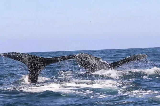 Whale & Dolphin Watching Cruise in Puerto Vallarta All Inclusive - The Sum Up