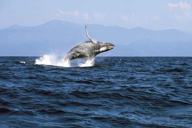 Whale & Dolphin Watching Cruise in Puerto Vallarta All Inclusive - FAQ