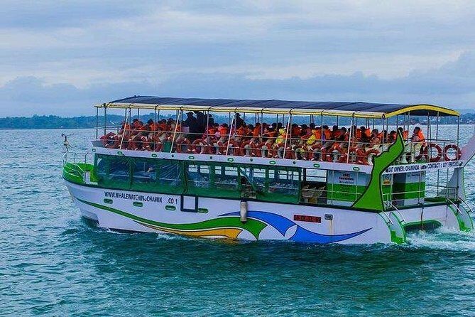 Whale & Dolphin Watching Day Tour including Handunugoda Teafactory - Who Will Love This Tour?