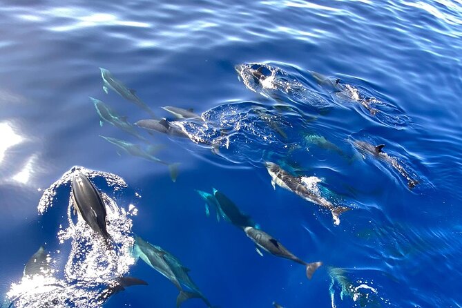Whale & Dolphin Watching in Madeira - Pricing and Inclusions