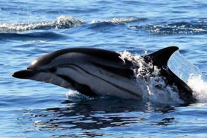 Whale & Dolphin Watching in Madeira - What to Expect During the Trip