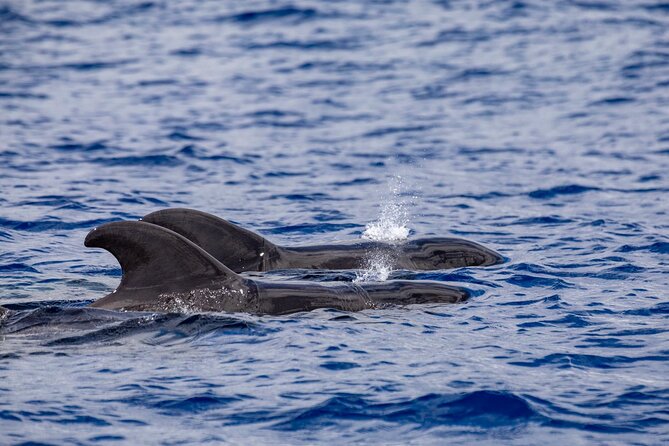 Whale & Dolphin Watching in Madeira - Marine Wildlife You Might Encounter