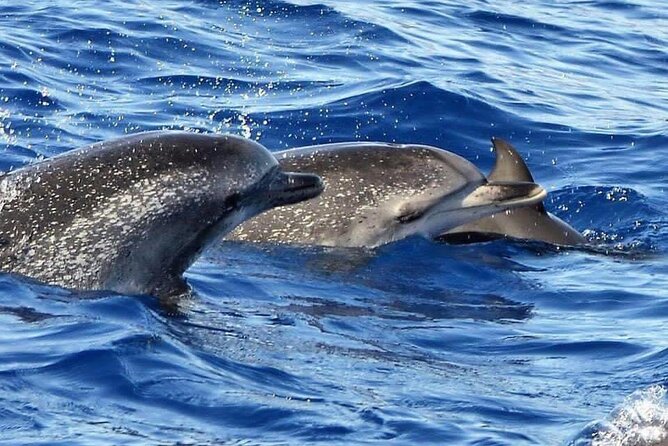 Whale & Dolphin Watching in Madeira - Traveler Reviews and Experiences