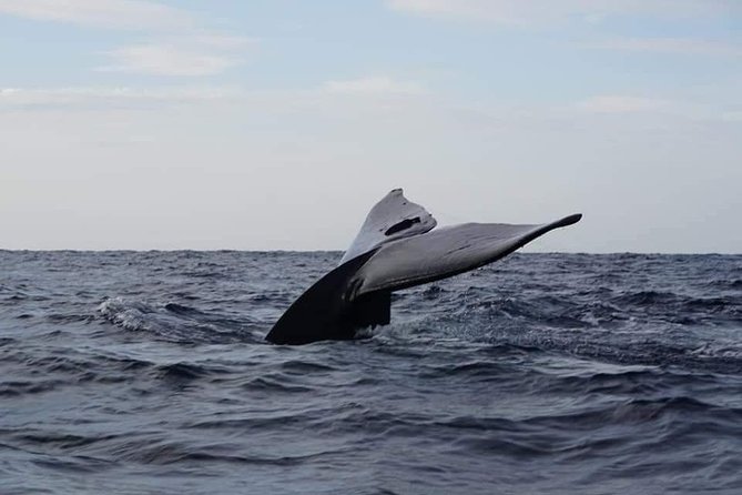 Whale & Dolphin Watching Tour in Trincomalee | Scenic Boat Ride - An In-Depth Look at the Whale & Dolphin Watching Tour in Trincomalee