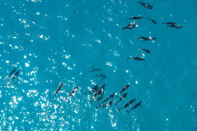 Whale & Dolphin Watching Trincomalee - Who is this Tour Best For?