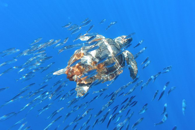 Whale & Dolphin Watching + Vila Franca Islet Full Day With Lunch - Meeting and Pickup Details