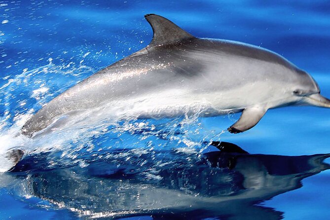 Whale & Dolphin Watching With Mustcat Virgin Coast Trip On a Large Catamaran - Key Points