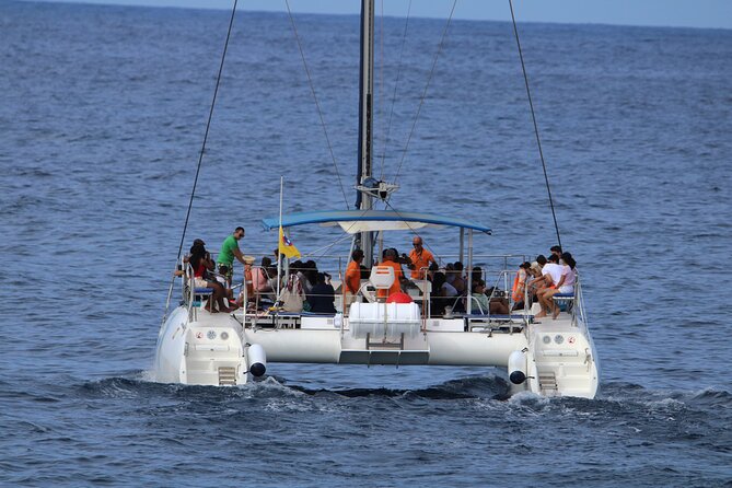 Whale & Dolphin Watching With Mustcat Virgin Coast Trip On a Large Catamaran - Pricing and Value