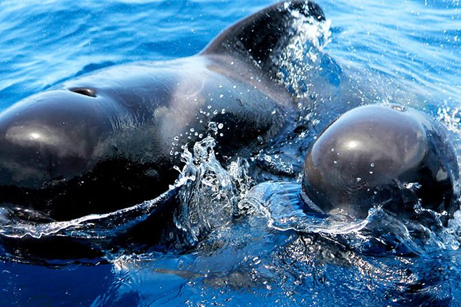 Whale & Dolphin Watching With Mustcat Virgin Coast Trip On a Large Catamaran - Who Will Love This Tour?