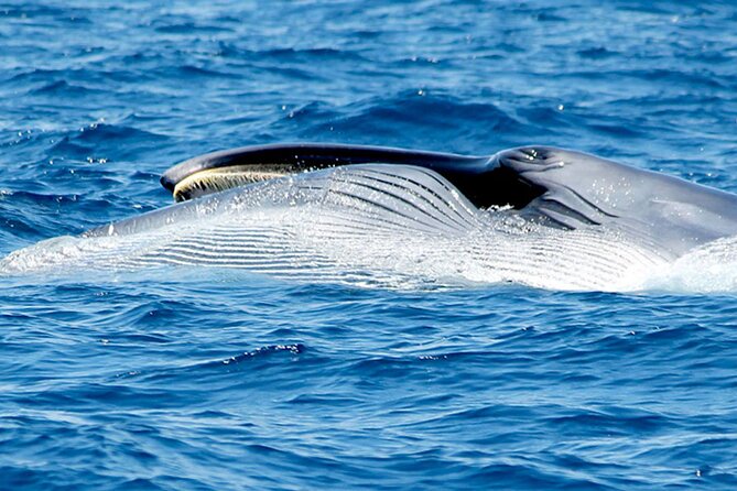Whale & Dolphin Watching With Mustcat Virgin Coast Trip On a Large Catamaran - Final Thoughts