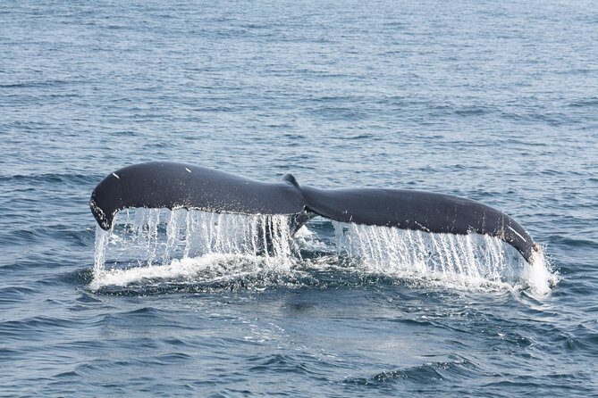 Whale Encounter Puerto Vallarta - FAQs