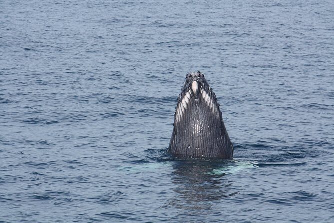 Whale Encounter Puerto Vallarta - Final Thoughts