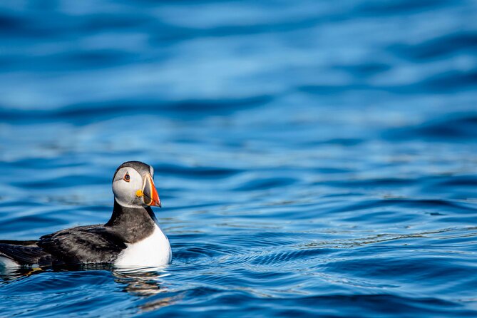 Whale safari with Puffins and Muffins (Andøy, Vesterålen) - Who Will Love This Experience?