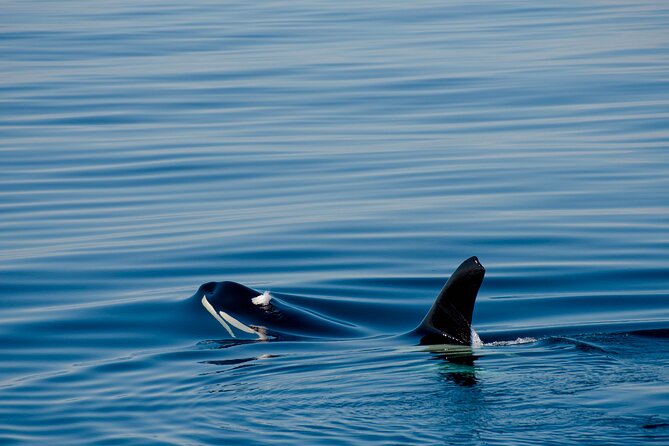 Whale safari with Puffins and Muffins (Andøy, Vesterålen) - Practical Tips for Travelers
