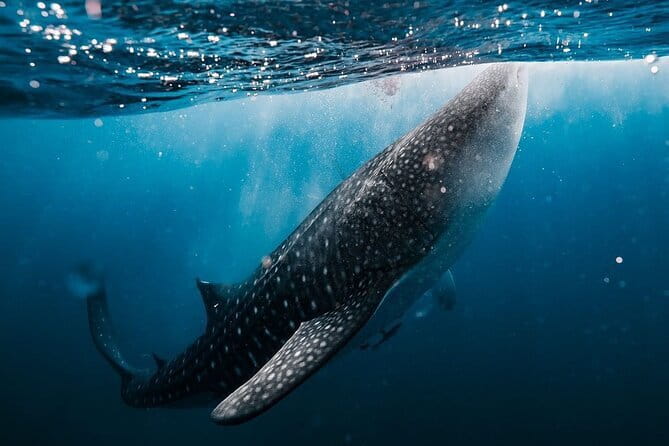 Whale Shark Adventure 2 Days 1 Night Sharing Trip - Key Points