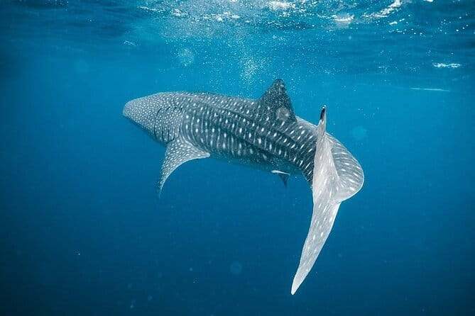 Whale Shark Adventure 2 Days 1 Night Sharing Trip - What to Expect During the Experience