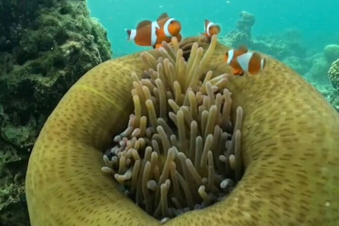 Whale Shark Adventure 2 Days 1 Night Sharing Trip - FAQ