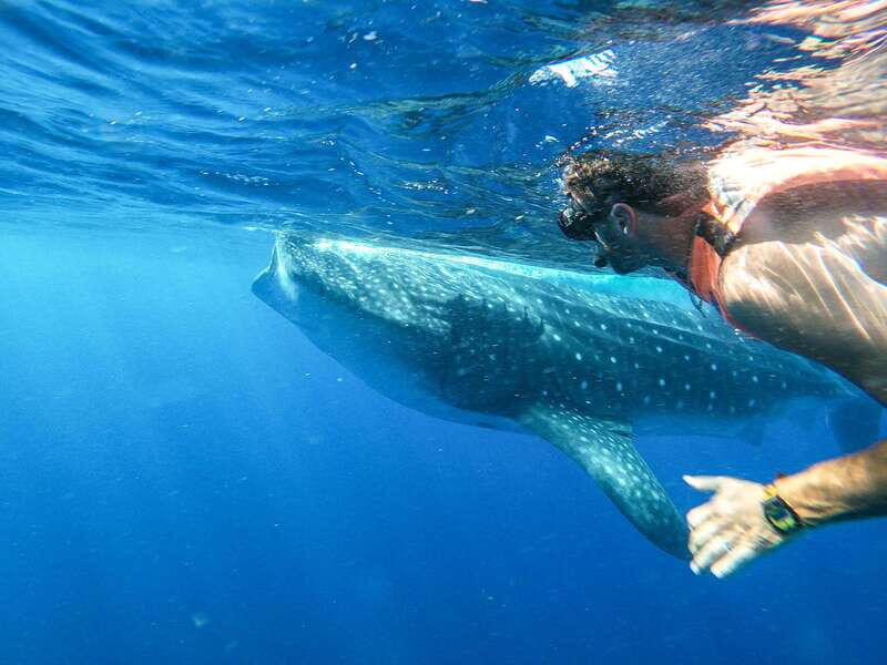 Whale Shark Adventure from Isla Mujeres - Whale Shark Adventure from Isla Mujeres: An Honest Look at an Unforgettable Experience