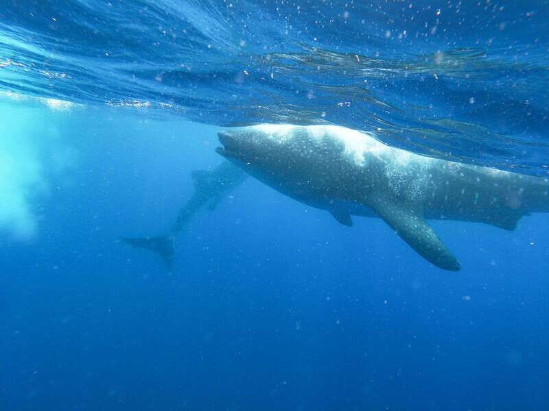 Whale Shark Adventure from Isla Mujeres - The Price and Its Value