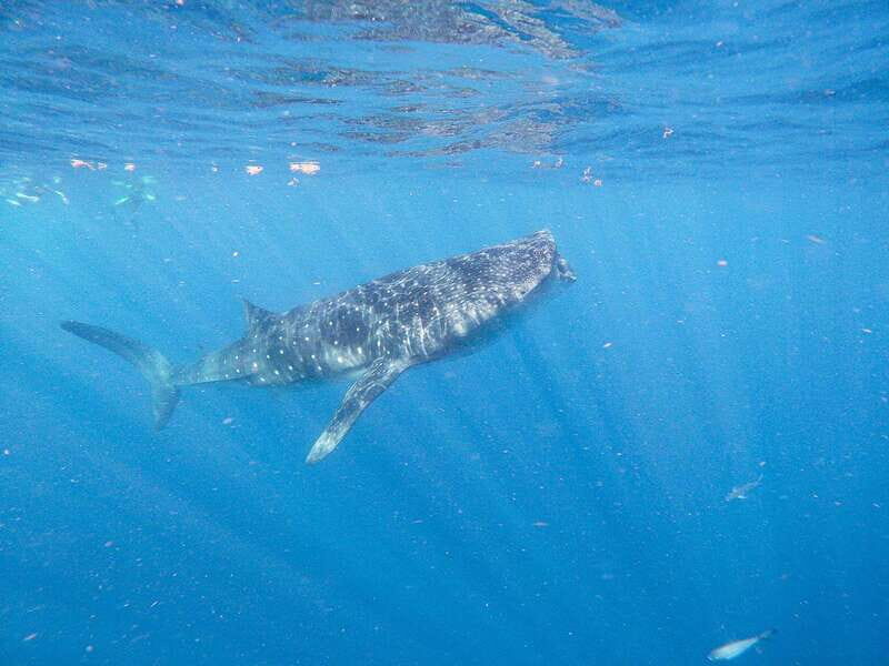 Whale Shark Adventure from Isla Mujeres - The Sum Up: Is It Worth It?