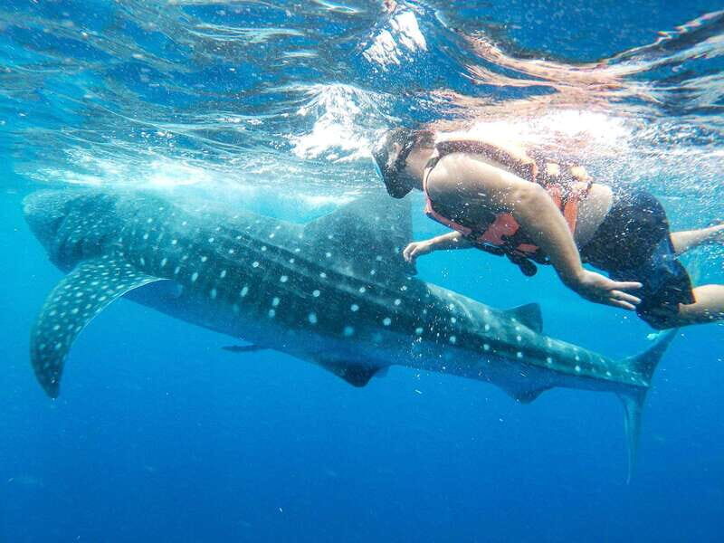 Whale Shark Adventure from Isla Mujeres - FAQ