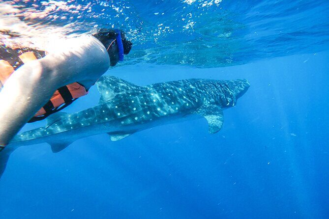 Whale Shark Adventure in Isla Mujeres and Cancun - Authentic Experiences and Feedback